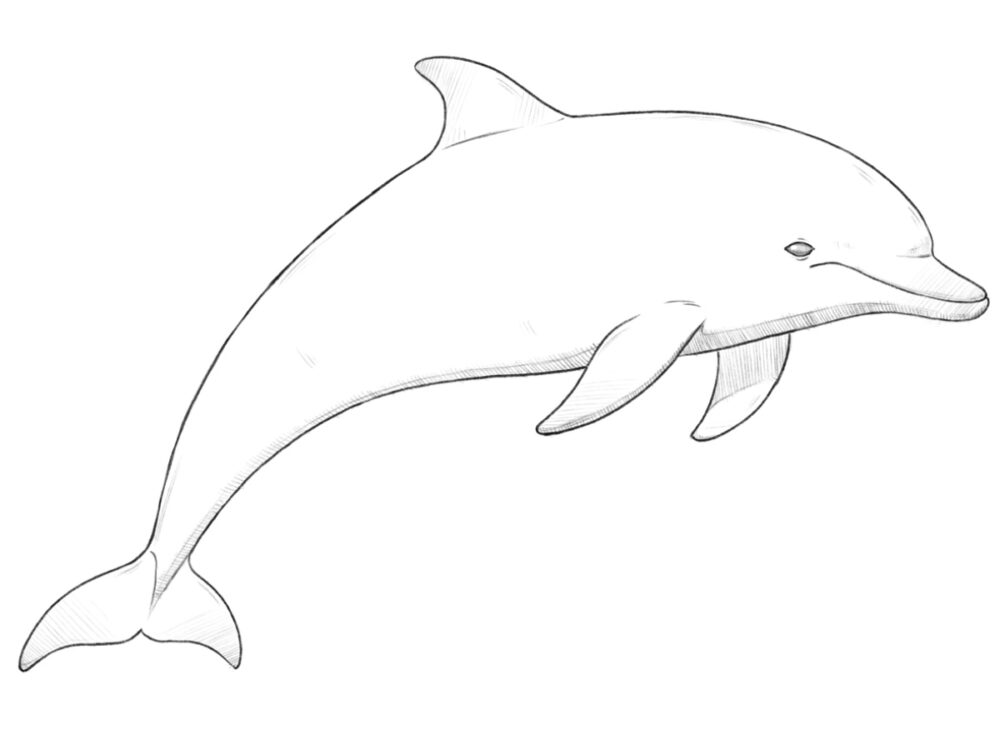 How to Draw a Dolphin - Drawingforall.net